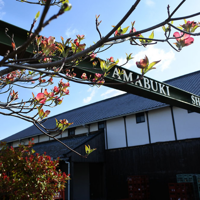 Amabuki Junmai Daiginjo White 720ml – Sake Company